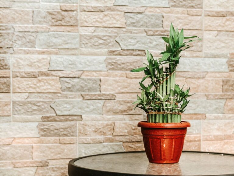 7 Simple Steps to Grow a Thriving Brazilian Lucky Wood Plant - Complete ...