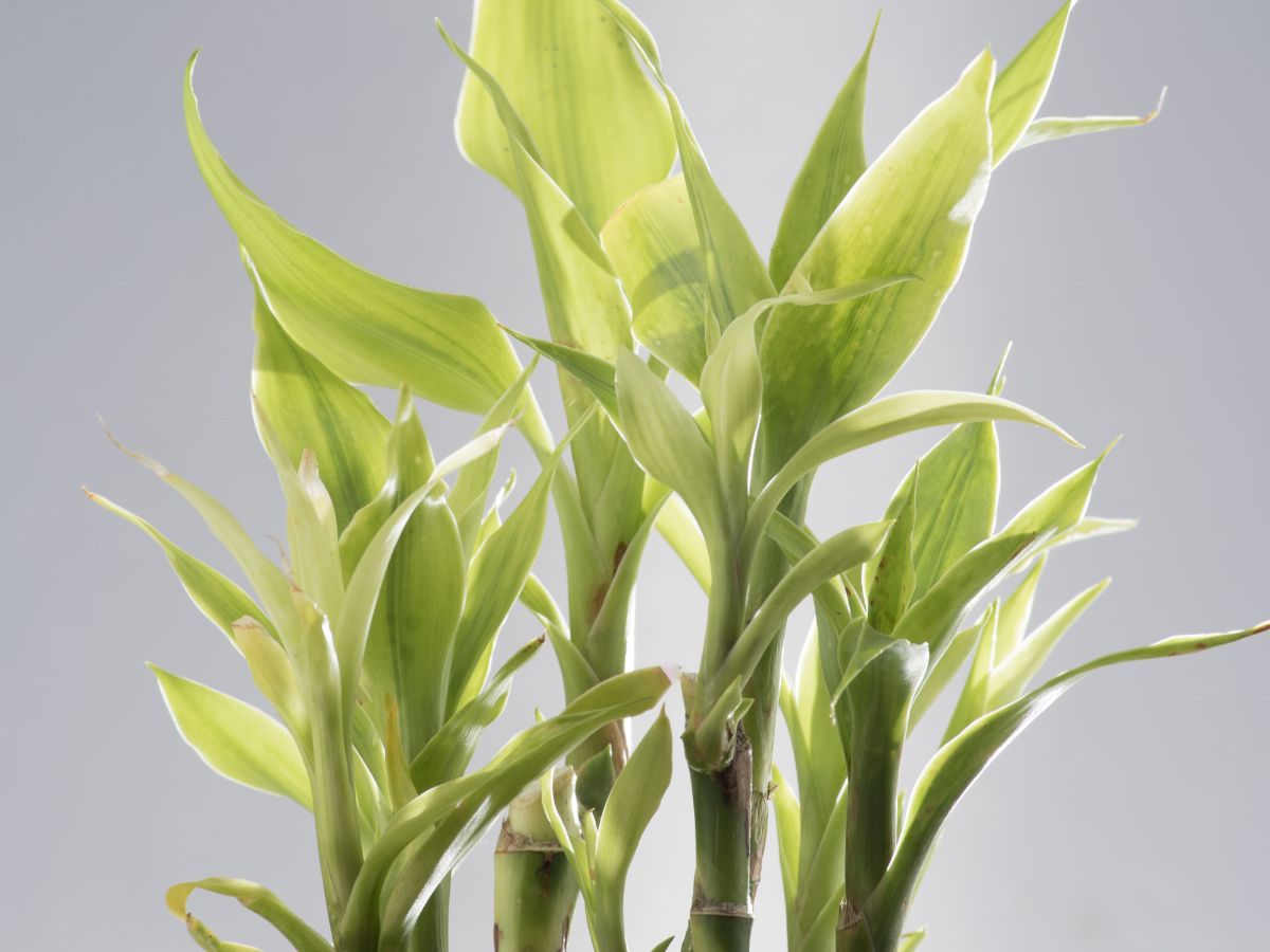 7 Simple Steps to Grow a Thriving Brazilian Lucky Wood Plant - Complete ...