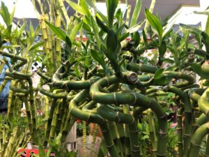 7 Simple Steps to Grow a Thriving Brazilian Lucky Wood Plant - Complete ...