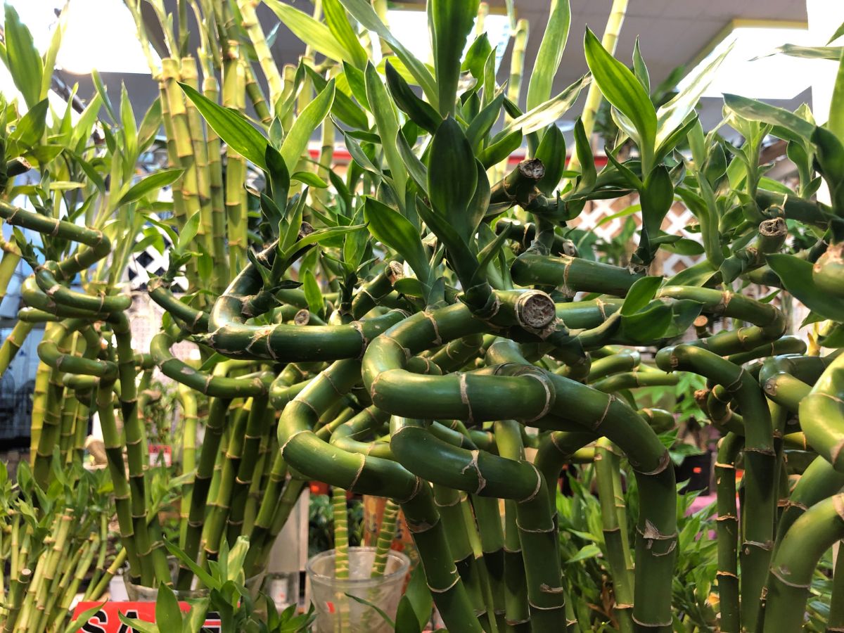 7 Simple Steps to Grow a Thriving Brazilian Lucky Wood Plant - Complete ...
