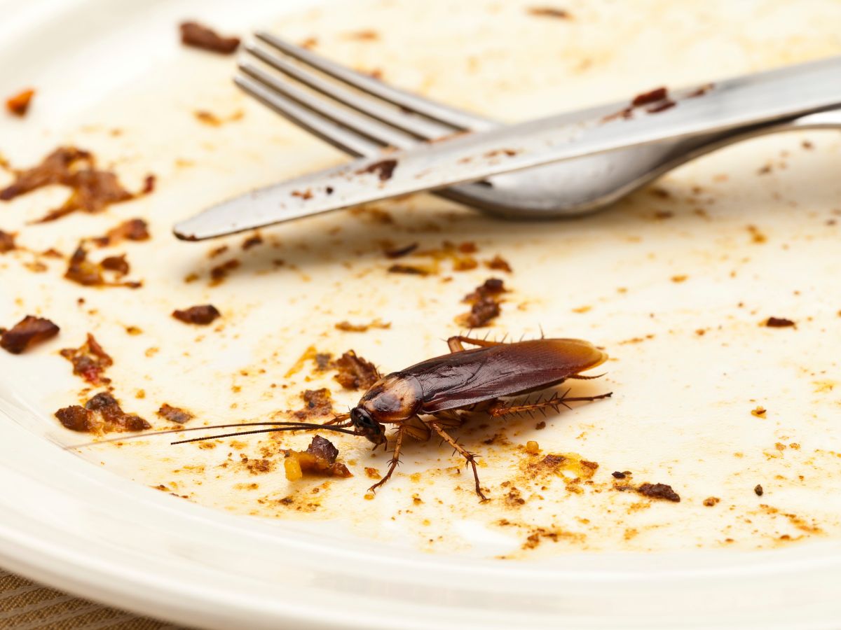 Cockroaches: Practical Steps to Keep Them Away - Complete Gardening