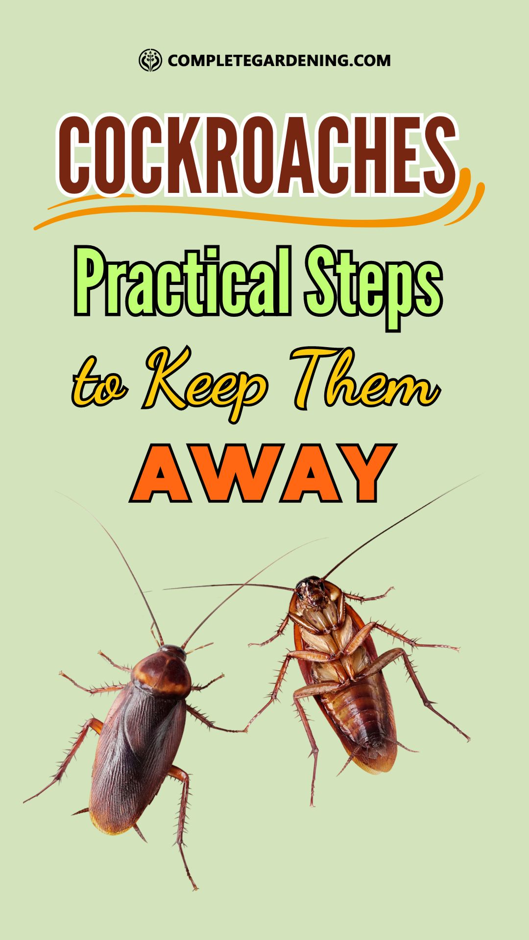 Cockroaches: Practical Steps to Keep Them Away - Complete Gardening