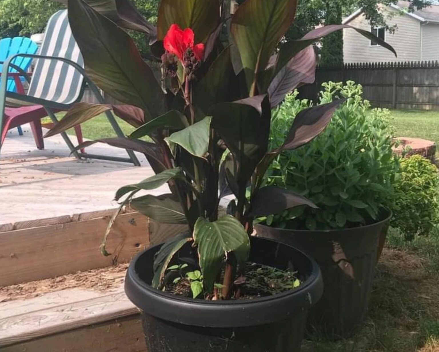 How To Care For Canna Lilies: A Step-By-Step Guide - Complete Gardening