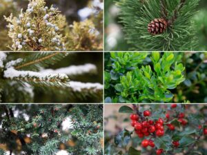 7 Expert Tips for Creating a Stunning Winter Garden Landscape ...