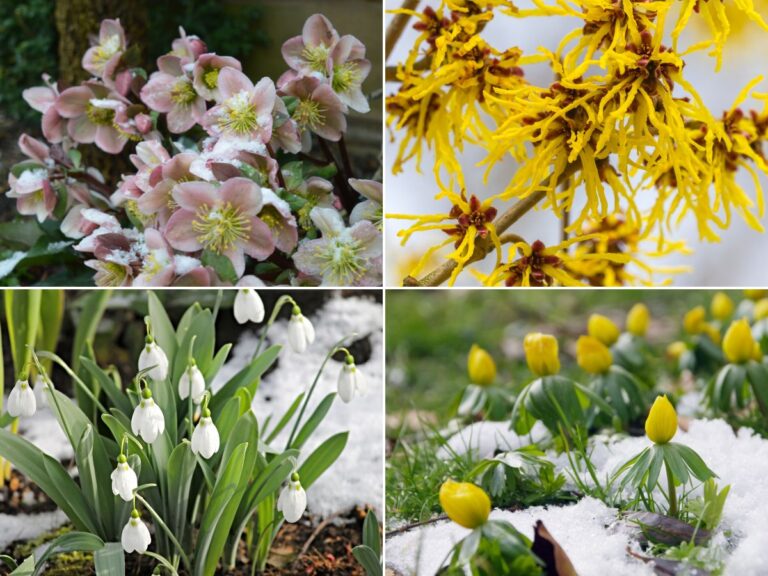 7 Expert Tips for Creating a Stunning Winter Garden Landscape ...