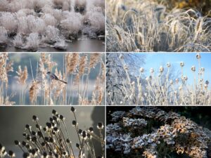 7 Expert Tips for Creating a Stunning Winter Garden Landscape ...