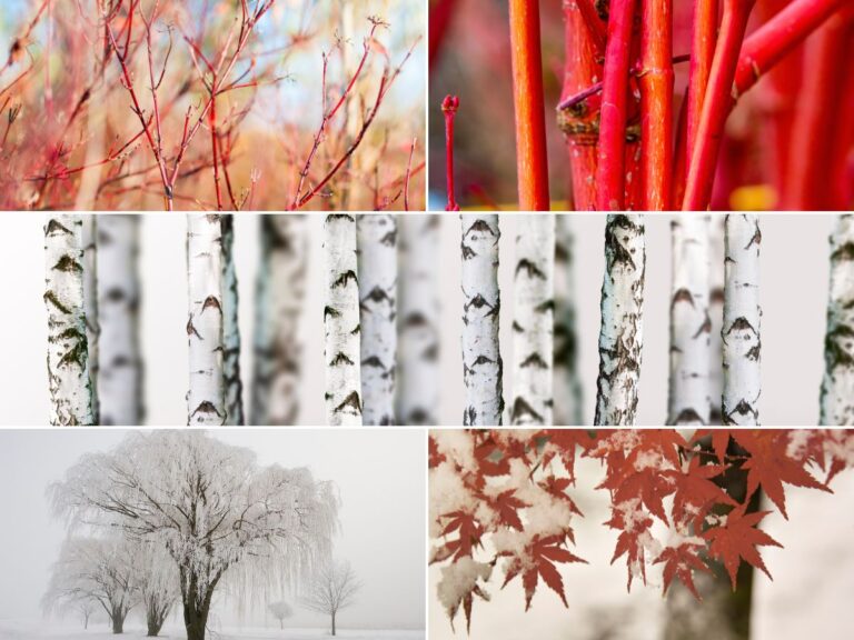 7 Expert Tips for Creating a Stunning Winter Garden Landscape ...