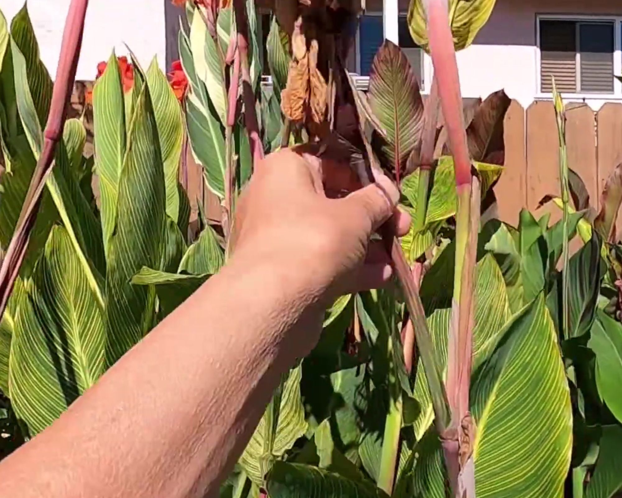 How To Care For Canna Lilies: A Step-By-Step Guide - Complete Gardening