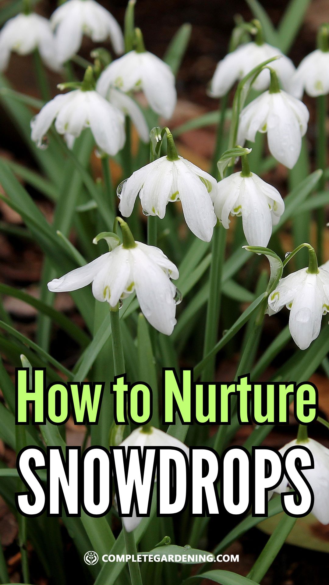 Elegance in White: How to Nurture Snowdrops in Your Garden - Complete ...