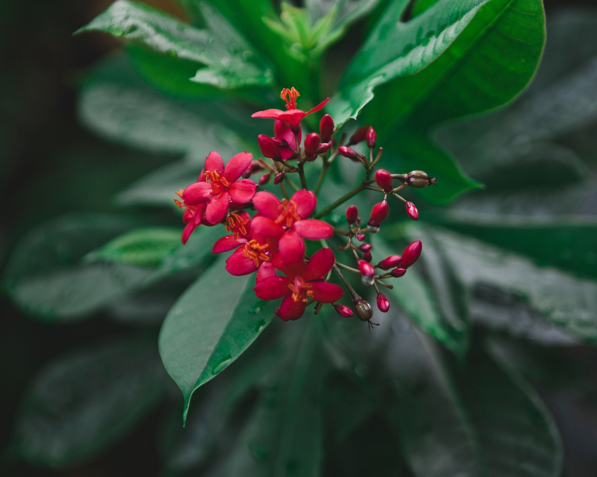 Jatropha Tree Secrets: How to Grow it Like a Pro! - Complete Gardening