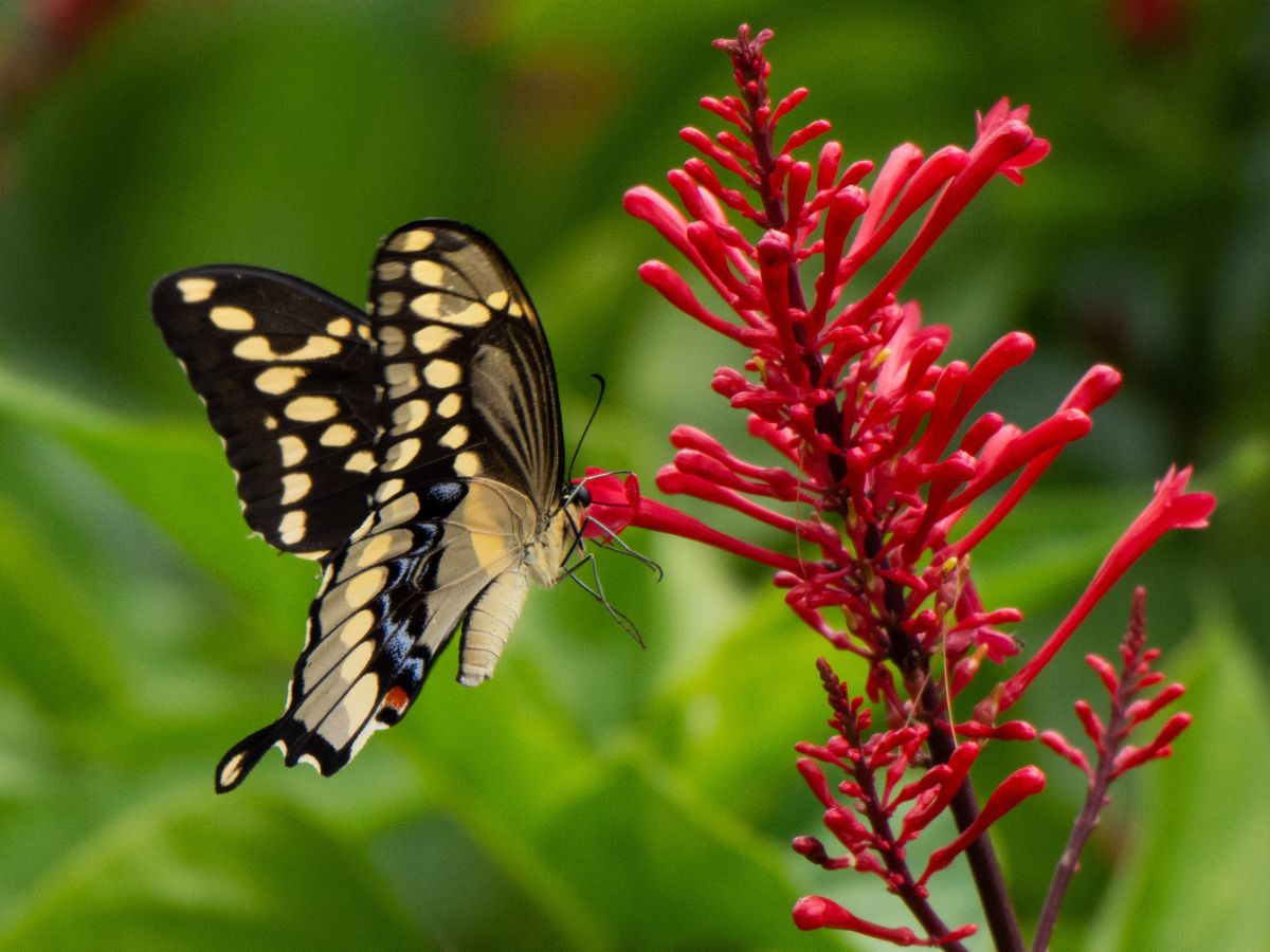 10 Secrets to Unleashing Stunning Firespike Blooms in Your Garden ...