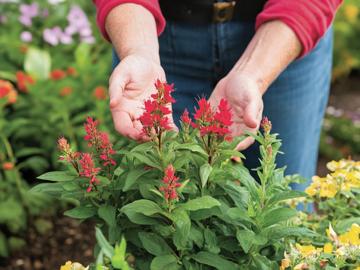 10 Secrets to Unleashing Stunning Firespike Blooms in Your Garden ...