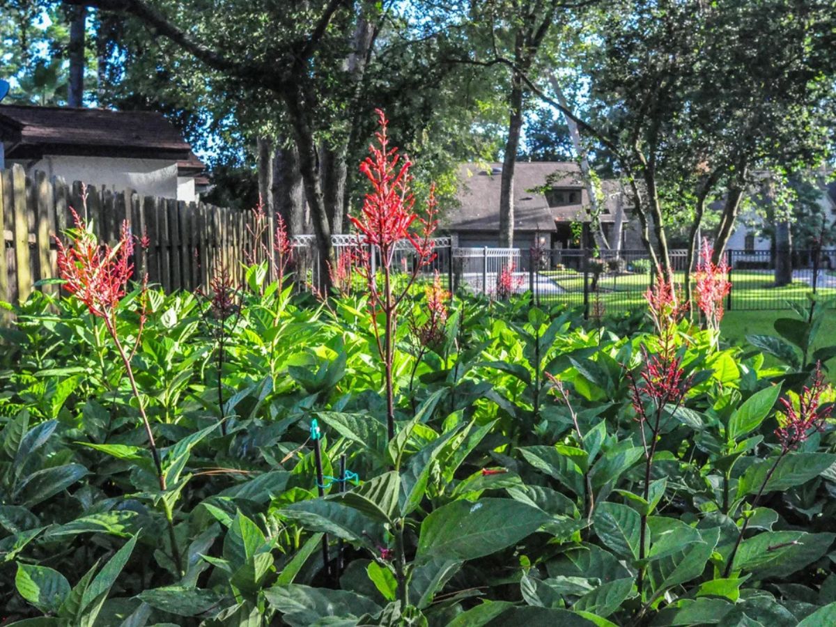 10 Secrets to Unleashing Stunning Firespike Blooms in Your Garden ...