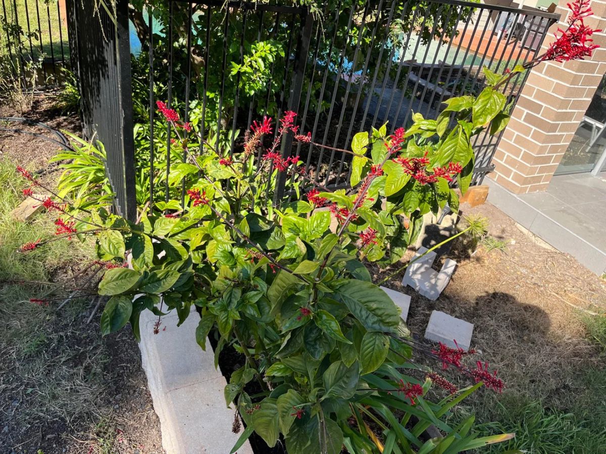 10 Secrets to Unleashing Stunning Firespike Blooms in Your Garden ...