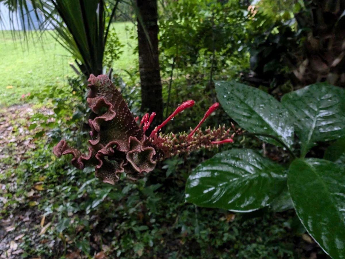 10 Secrets to Unleashing Stunning Firespike Blooms in Your Garden ...