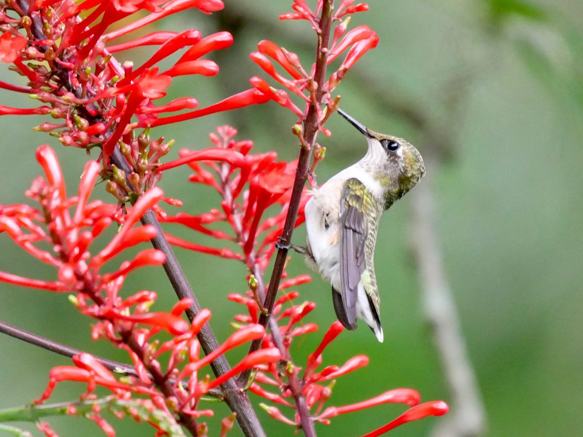 10 Secrets to Unleashing Stunning Firespike Blooms in Your Garden ...