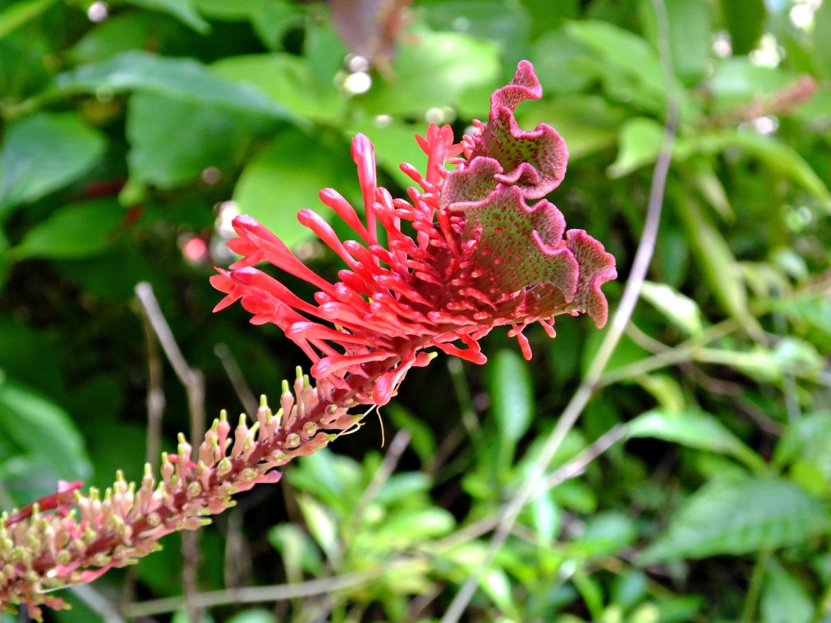 10 Secrets to Unleashing Stunning Firespike Blooms in Your Garden ...