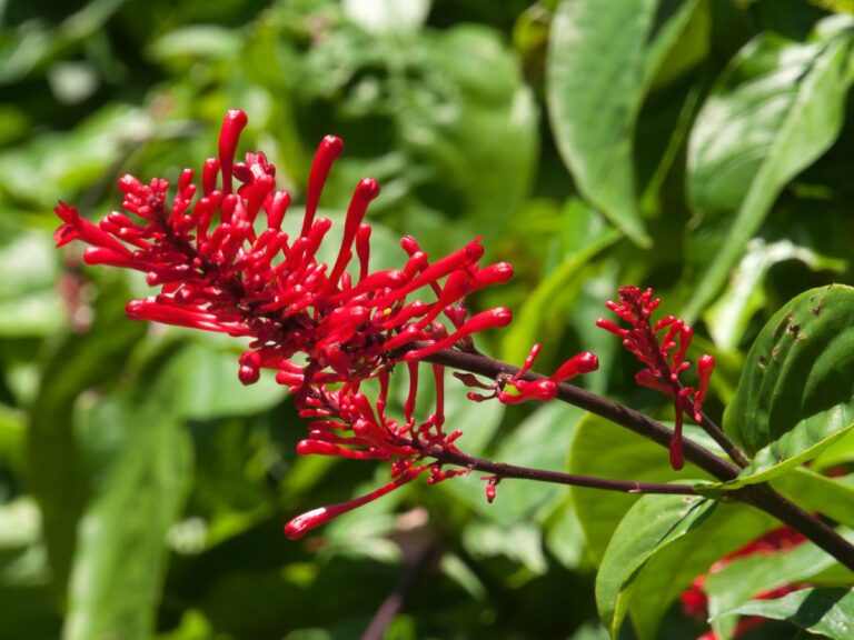 10 Secrets to Unleashing Stunning Firespike Blooms in Your Garden ...