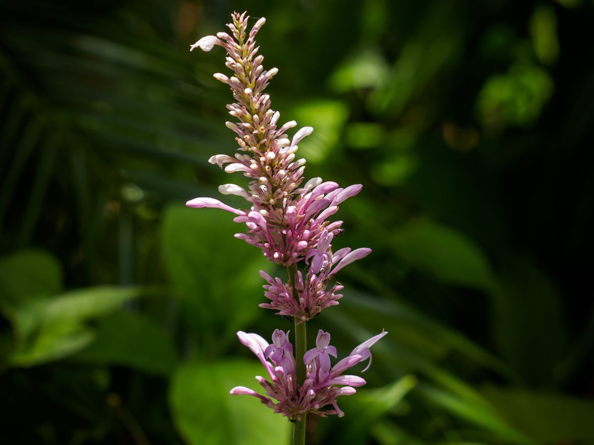 10 Secrets to Unleashing Stunning Firespike Blooms in Your Garden ...