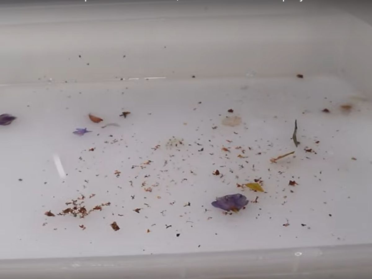 16 Supreme Methods for the Longest-Lasting Rose and Flower Preservation ...