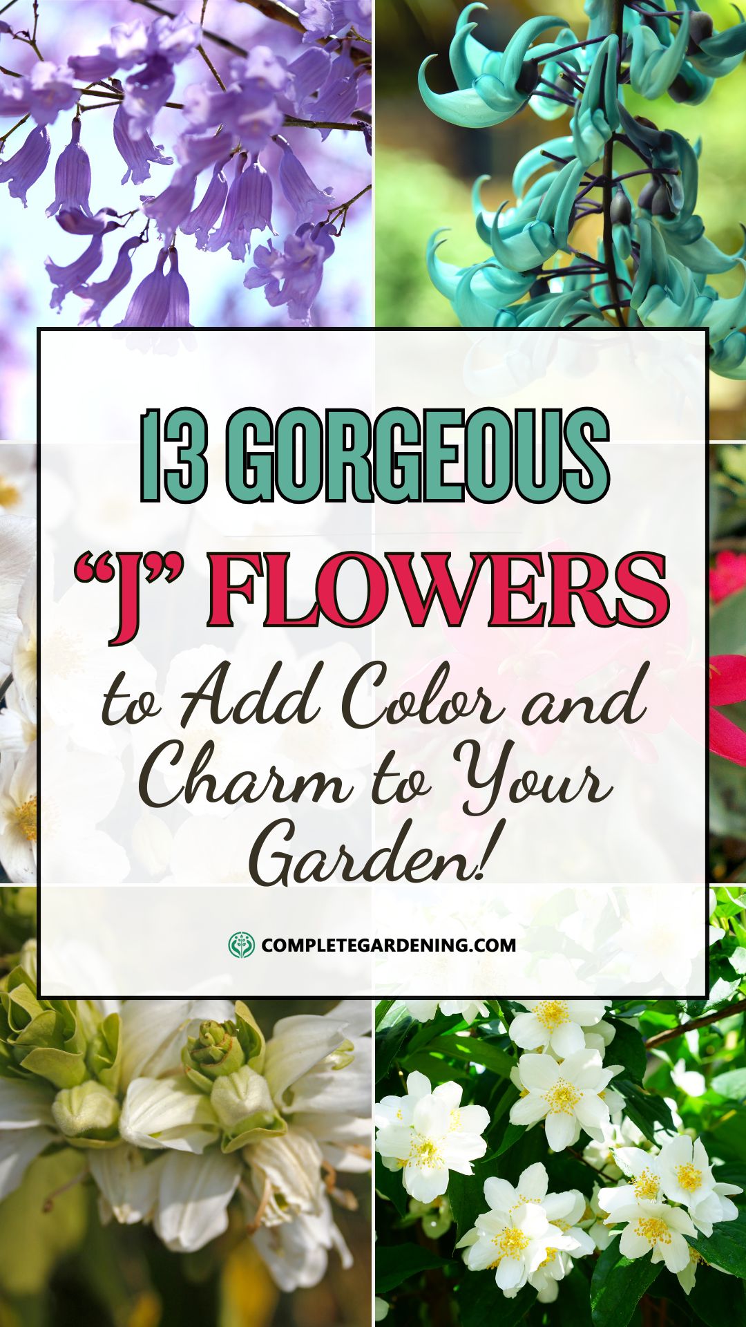 13 Gorgeous “J” Flowers to Add Color and Charm to Your Garden ...
