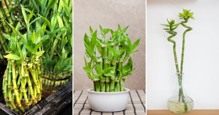 7 Simple Steps to Grow a Thriving Brazilian Lucky Wood Plant - Complete ...