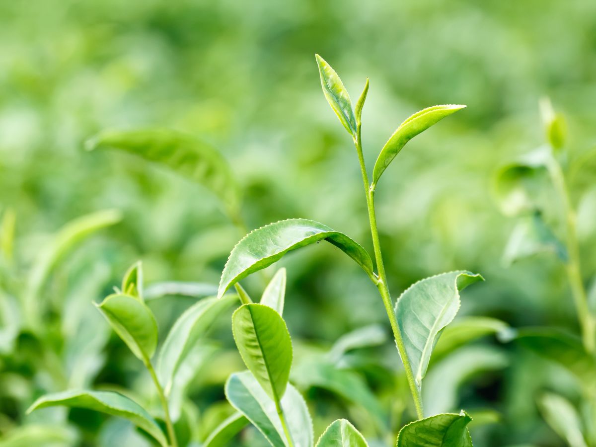 7 Simple Steps to Growing Your Own Tea Plant at Home (Yes, You Can ...