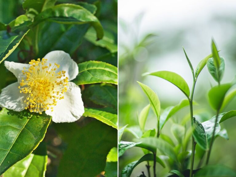 7 Simple Steps to Growing Your Own Tea Plant at Home (Yes, You Can ...