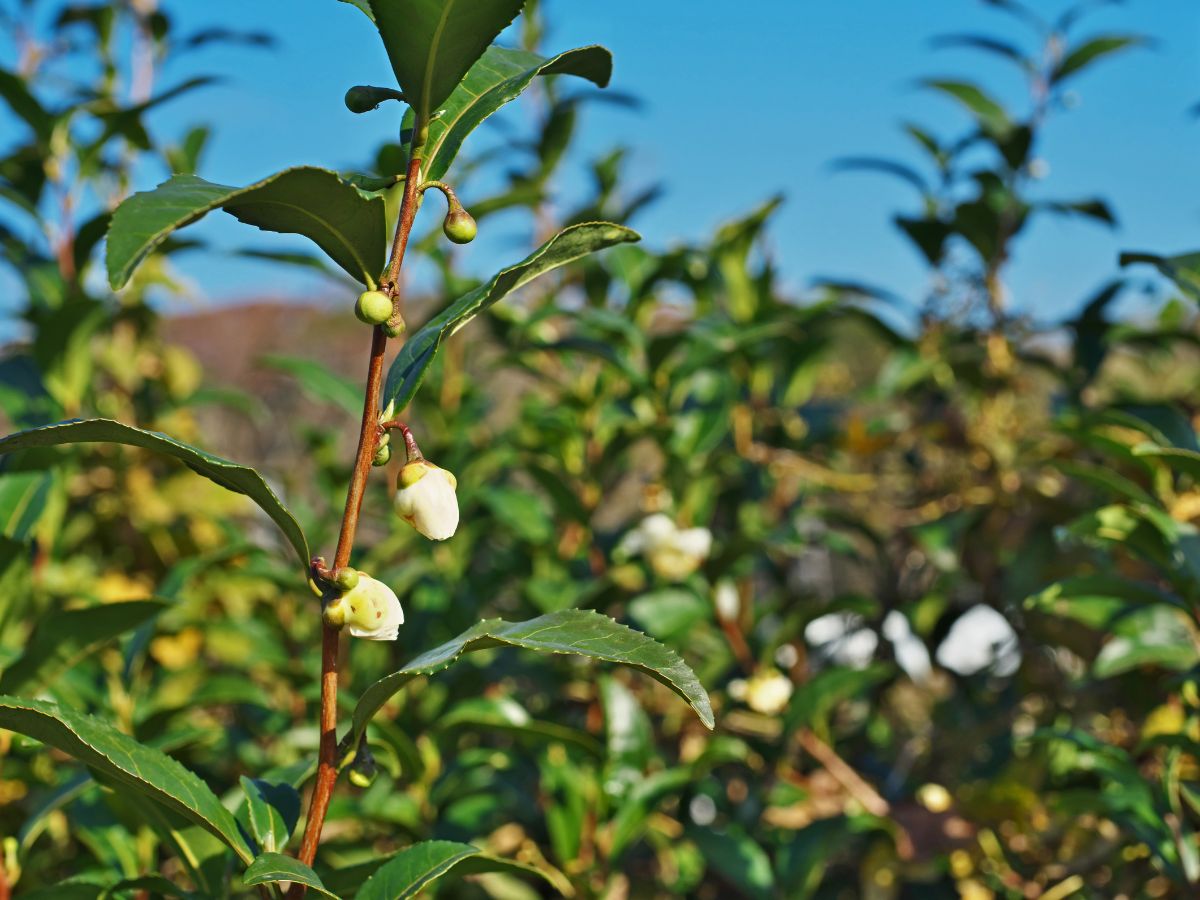 7 Simple Steps to Growing Your Own Tea Plant at Home (Yes, You Can ...