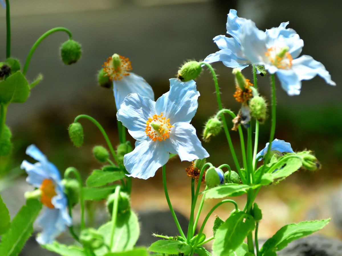 Azure Beauties: 40 Blue Flowers to Transform Your Garden - Complete ...