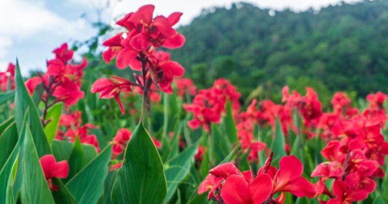 How To Care For Canna Lilies: A Step-By-Step Guide - Complete Gardening