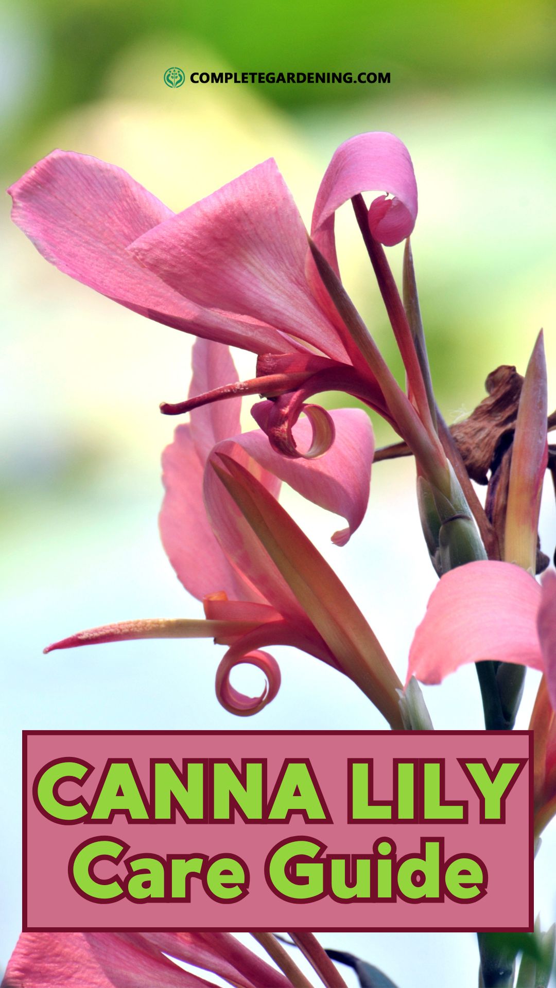 How To Care For Canna Lilies: A Step-By-Step Guide - Complete Gardening