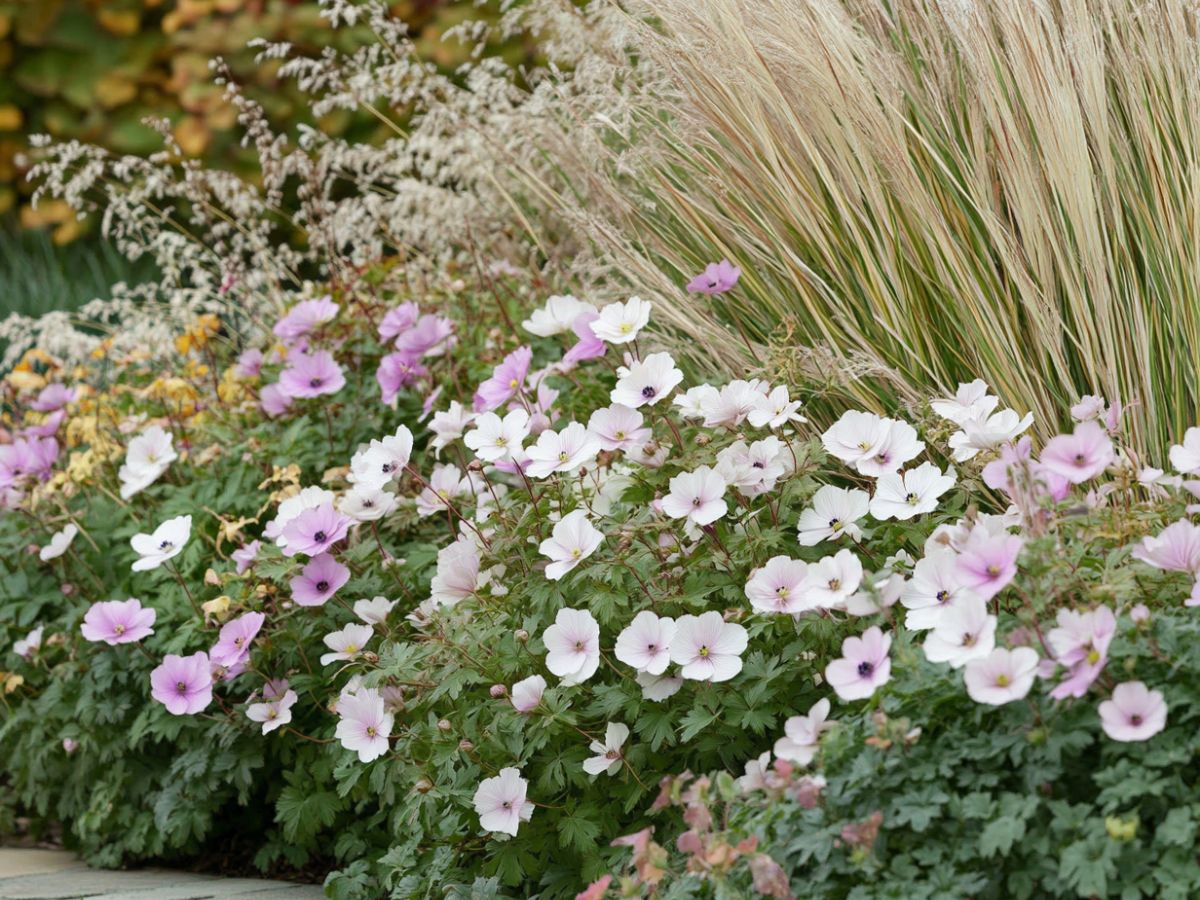 8 Reasons to Welcome Japanese Anemones This Fall - Complete Gardening