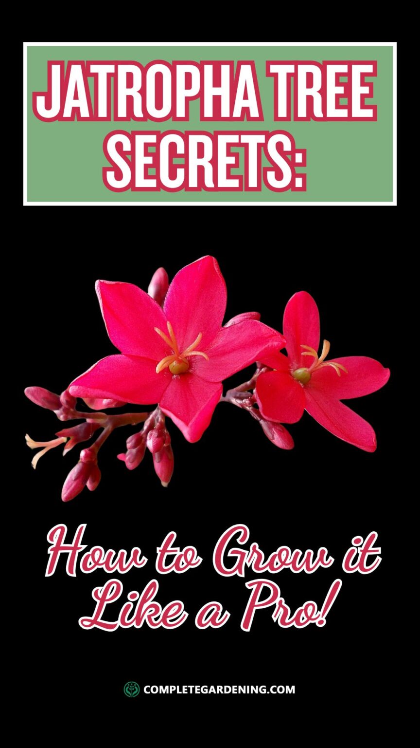 Jatropha Tree Secrets: How to Grow it Like a Pro! - Complete Gardening
