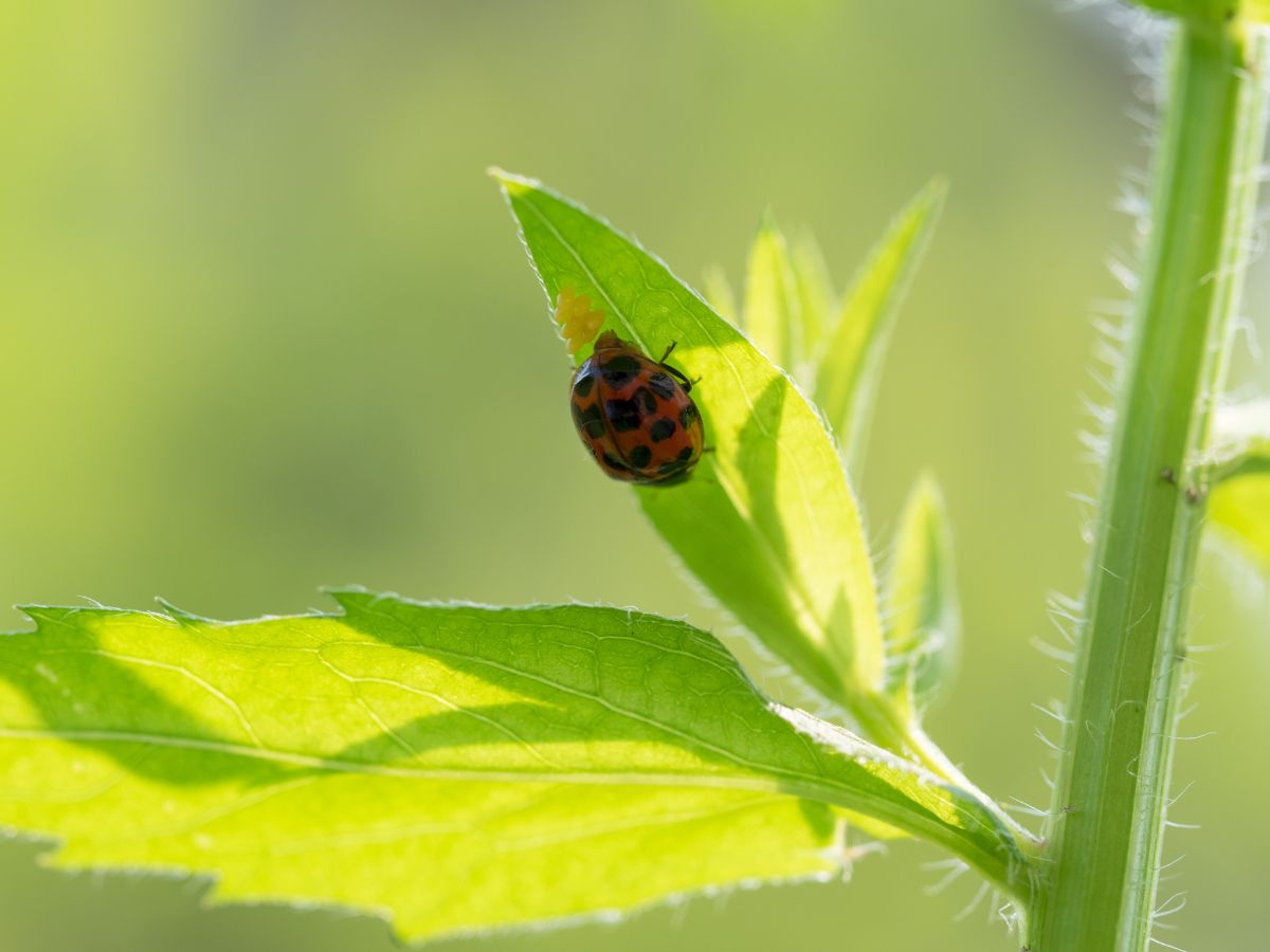How to Transform Your Garden into a Ladybug Haven - Complete Gardening