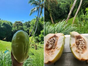 A Taste of the Tropics: Hawaii’s Golden Liliko‘i Passion Fruit ...
