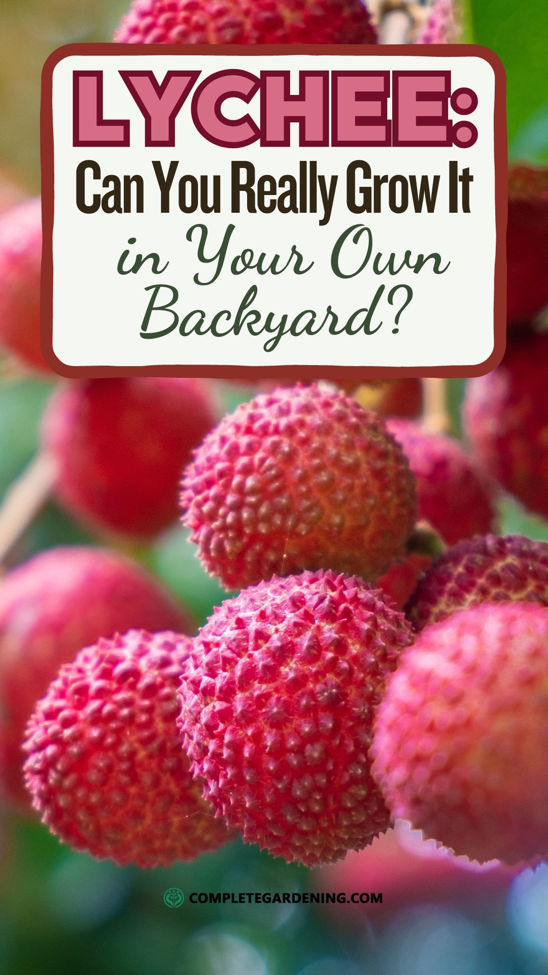 Lychee: Can You Really Grow It in Your Own Backyard? - Complete Gardening