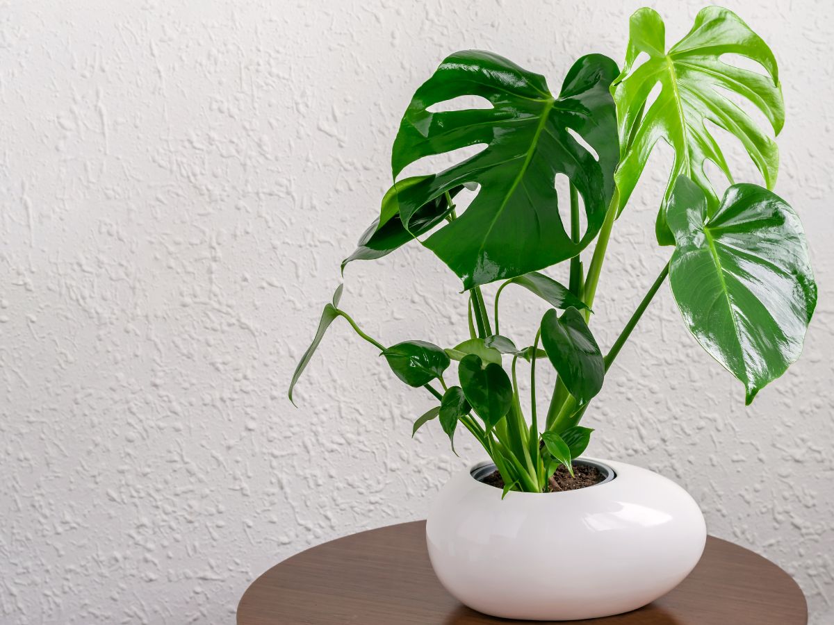 Monstera Plants: How to Quench Your Monstera’s Thirst Perfectly ...