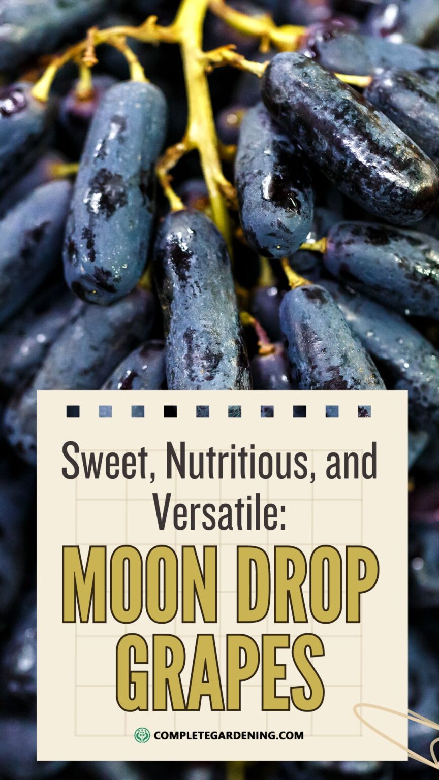 Sweet, Nutritious, and Versatile: What Makes Moon Drop Grapes Special ...