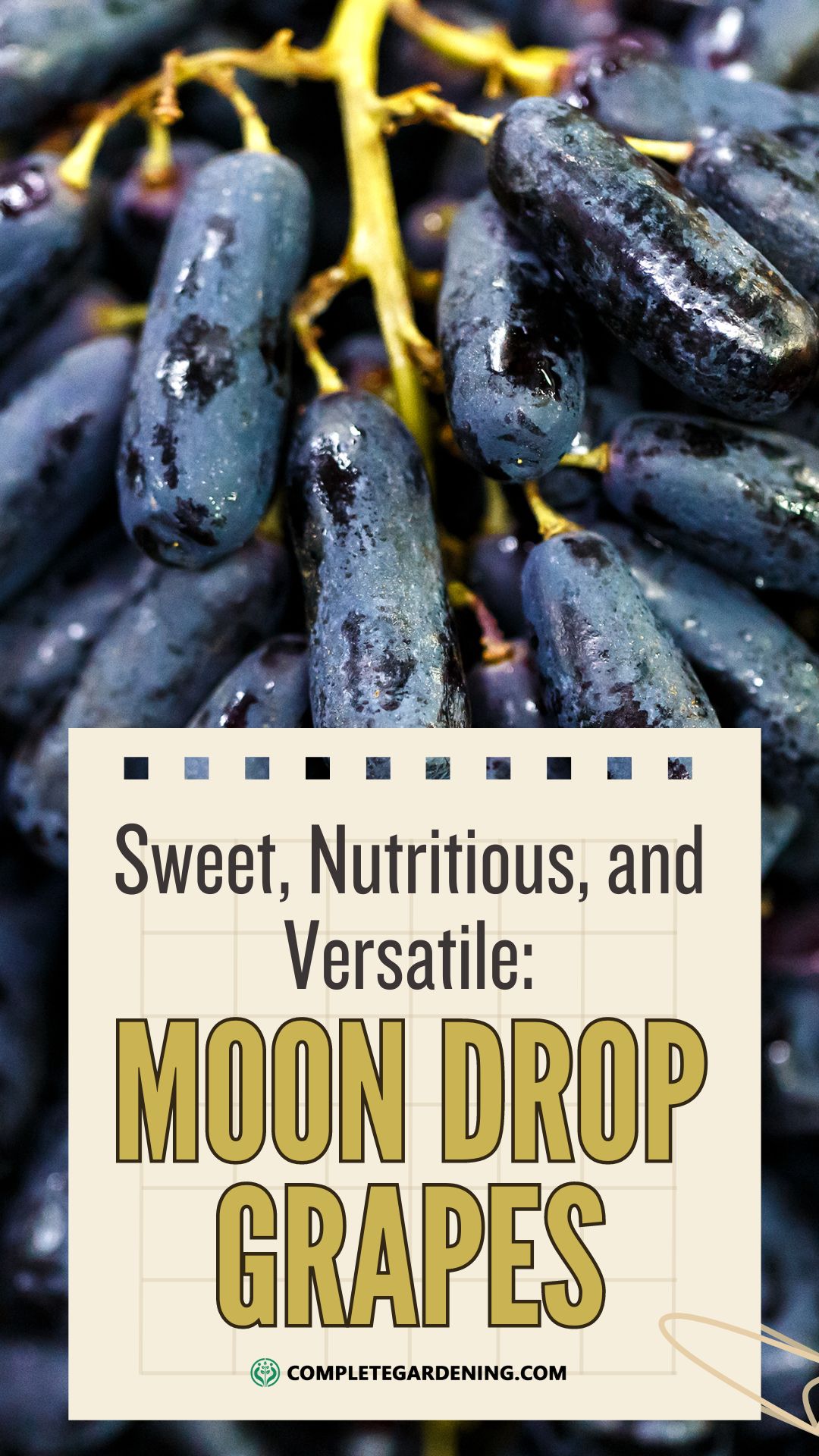 Sweet, Nutritious, and Versatile: What Makes Moon Drop Grapes Special ...