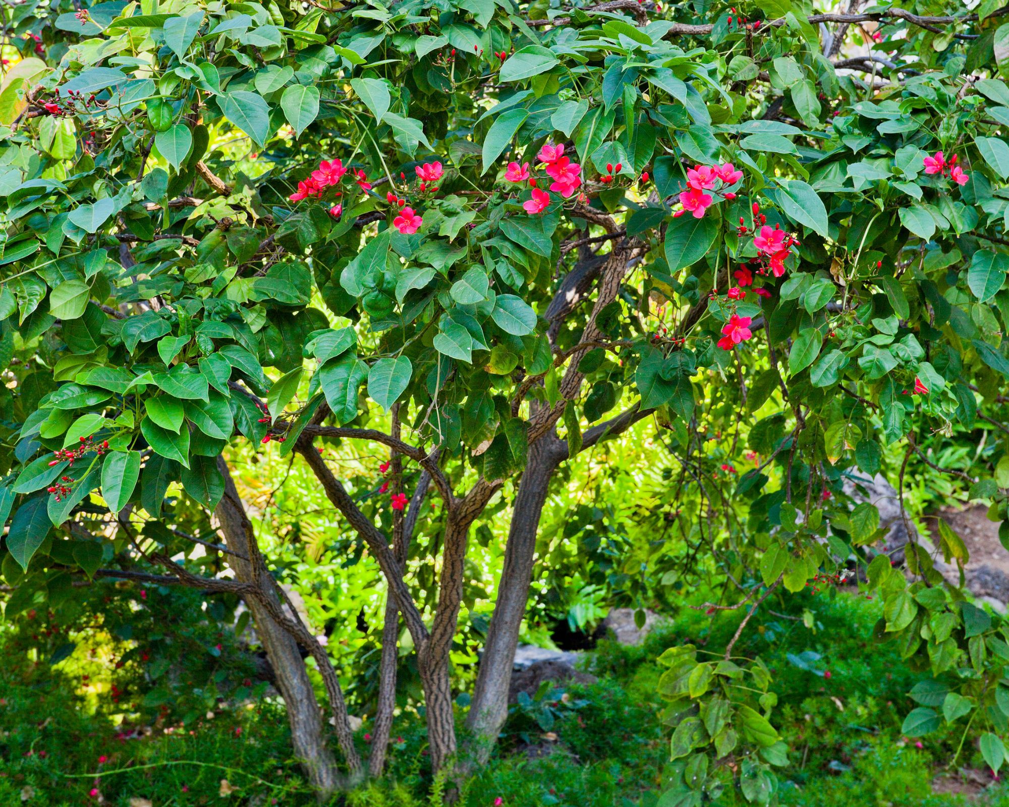 Jatropha Tree Secrets: How to Grow it Like a Pro! - Complete Gardening
