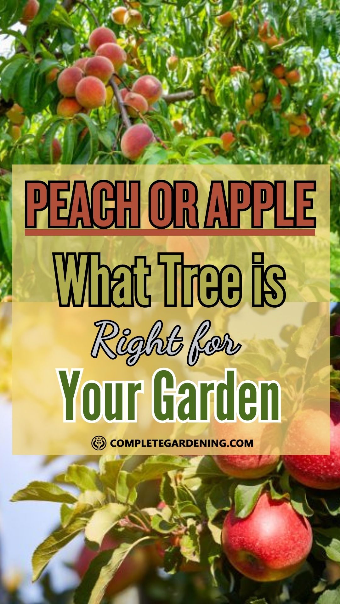 Peach or Apple: Choosing the Right Fruit Tree for Your Garden ...