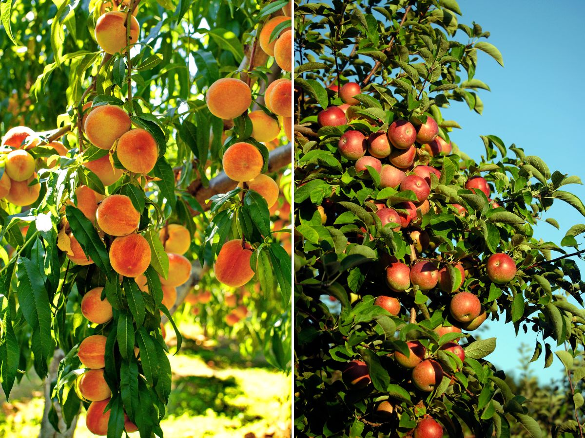Peach or Apple: Choosing the Right Fruit Tree for Your Garden ...