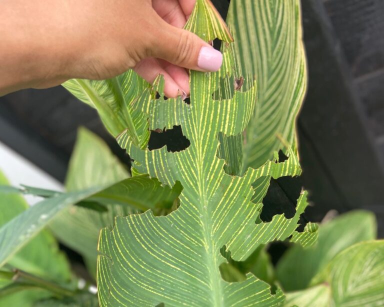 How To Care For Canna Lilies: A Step-By-Step Guide - Complete Gardening