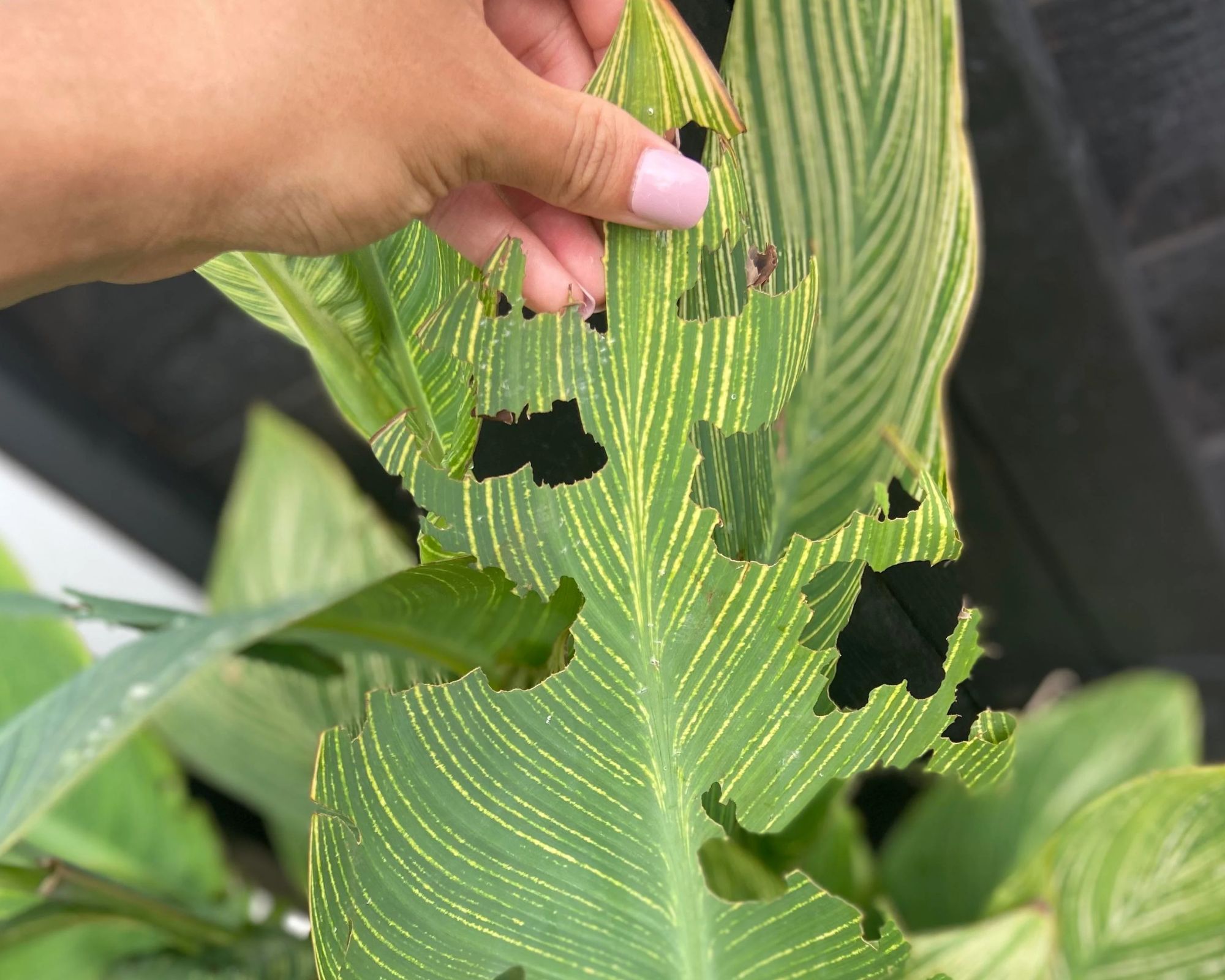 How To Care For Canna Lilies: A Step-By-Step Guide - Complete Gardening