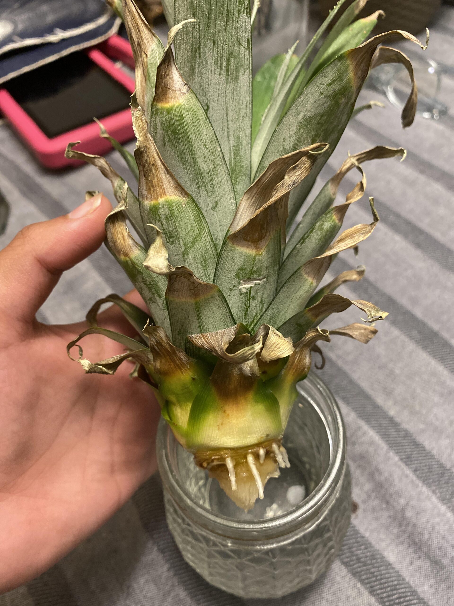 How to Grow a Vibrant Pink Pineapple in Your Own Garden - 10 tips ...