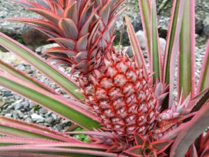 How to Grow a Vibrant Pink Pineapple in Your Own Garden - 10 tips ...