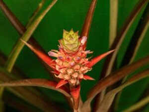 How to Grow a Vibrant Pink Pineapple in Your Own Garden - 10 tips ...