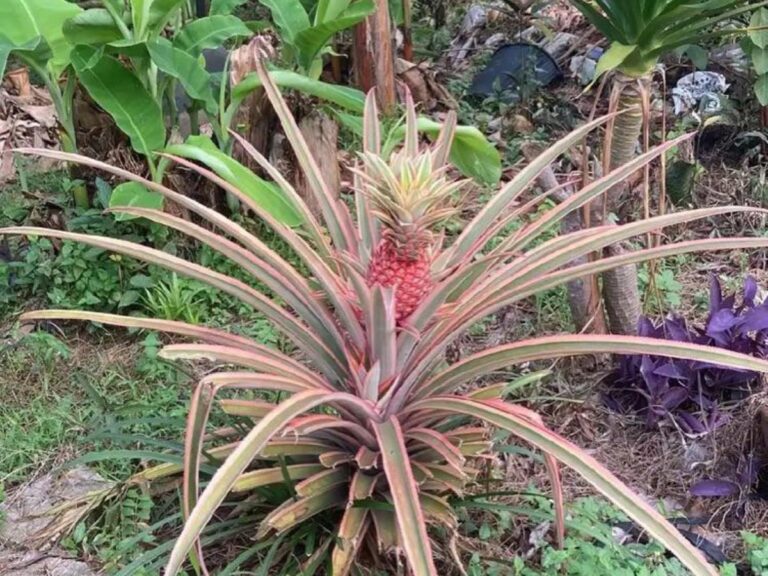 How to Grow a Vibrant Pink Pineapple in Your Own Garden - 10 tips ...
