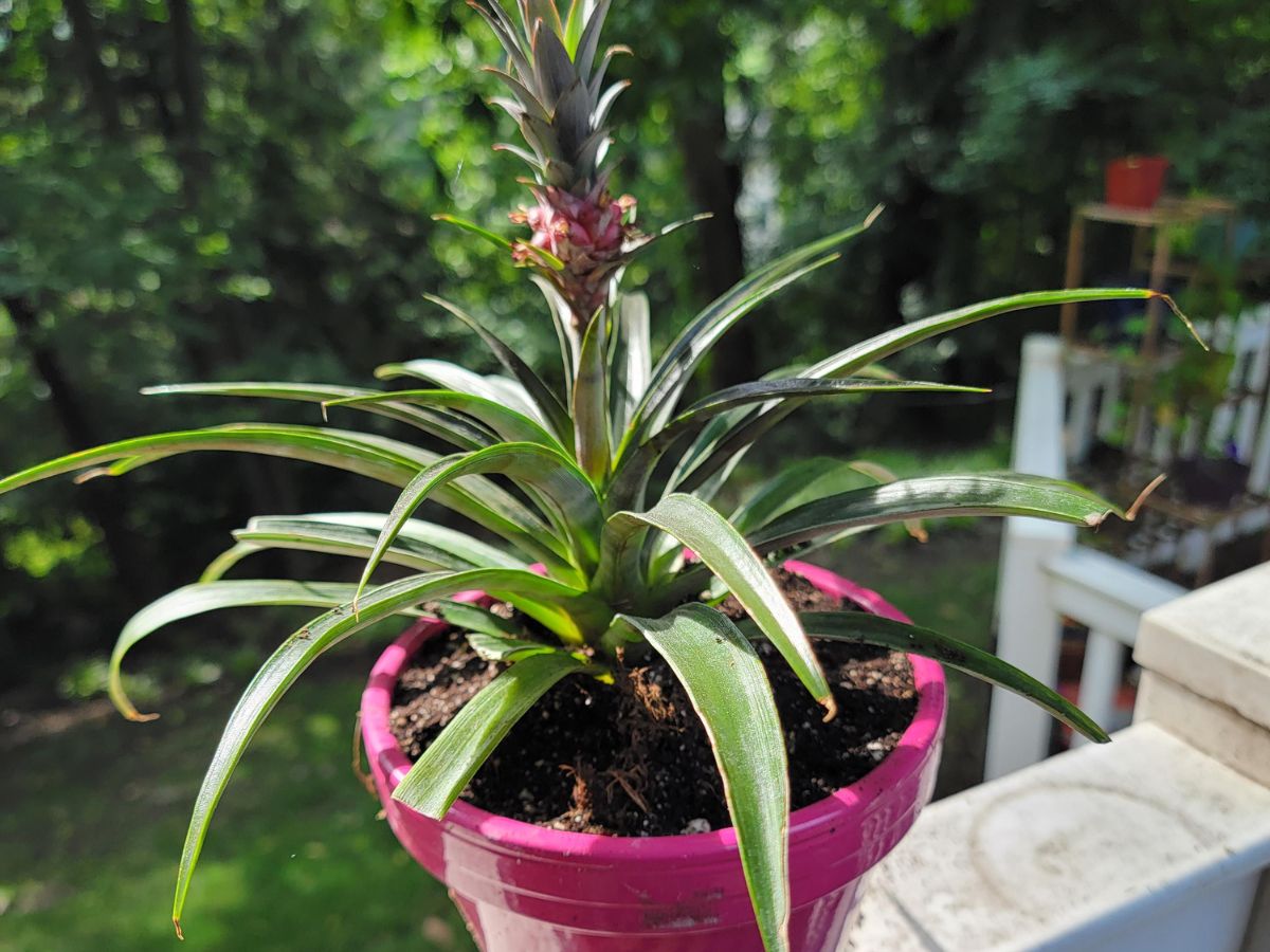 How to Grow a Vibrant Pink Pineapple in Your Own Garden - 10 tips ...